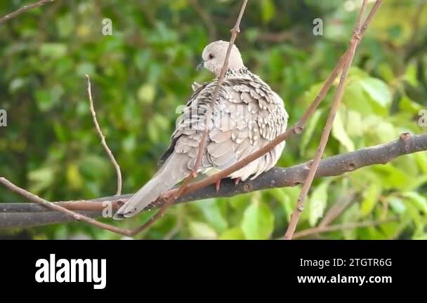A spotted dove resting on a tree branch. The spotted dove (Spilopelia ...