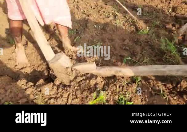 A farmer is plowing wooden plough in his field. ploughing with oxen and ...