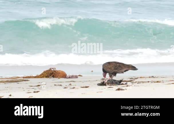 Wild turkey vulture eating dead animal corpse, ocean beach, Monterey ...