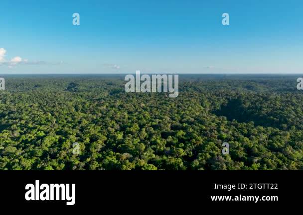 Nature aerial view of Amazon forest at Amazonas Brazil. Mangrove forest ...