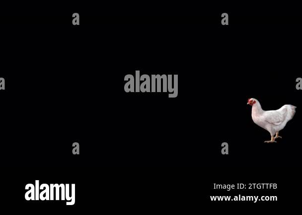 Chicken Walk animation on a transparent background Stock Video Footage ...