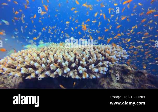 Colourful Underwater Reef. Coral garden seascape. Blue water background ...