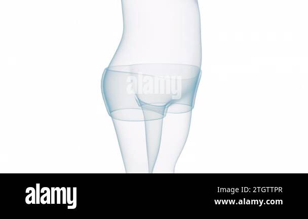 X-rays of the process of weight gain obesity and weight loss, on a ...