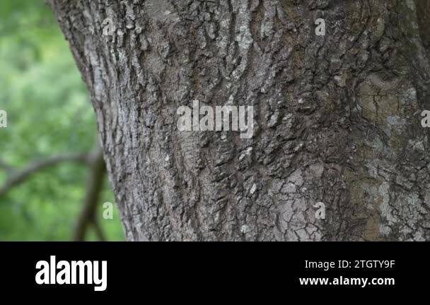 Detailed forest background Stock Videos & Footage - HD and 4K Video ...