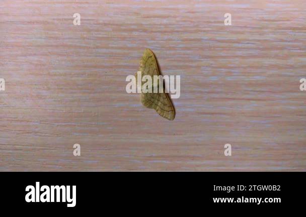 Little moth Stock Videos & Footage - HD and 4K Video Clips - Alamy