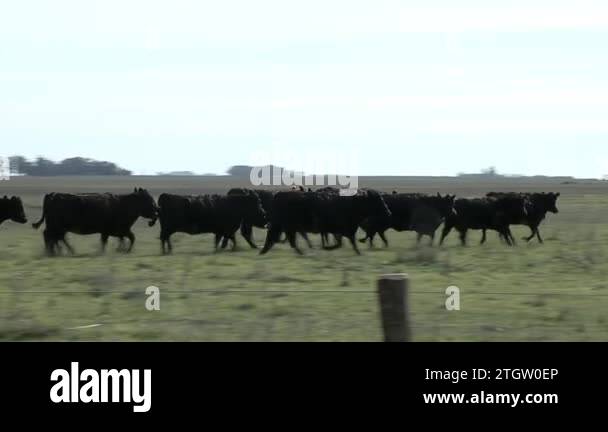 Mustering cattle Stock Videos & Footage - HD and 4K Video Clips - Alamy