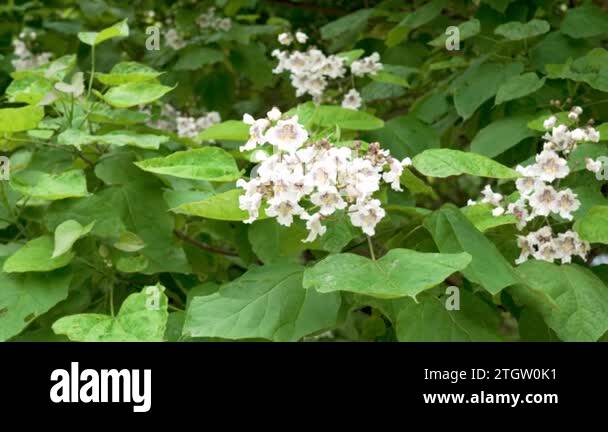 Catalpa tree bignoniaceae in Stock Videos & Footage - HD and 4K Video ...