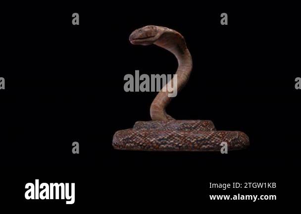 Cobra snake idle loop with attacking and hissing action.3D rendering ...