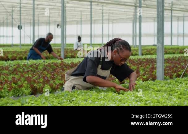 Greenhouse in african plantation Stock Videos & Footage - HD and 4K ...