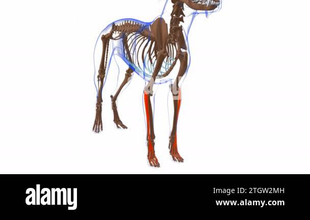 Extensor Digitorum Communis muscle Dog muscle Anatomy For Medical ...