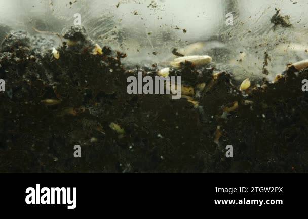 Cat ecology Stock Videos & Footage - HD and 4K Video Clips - Alamy