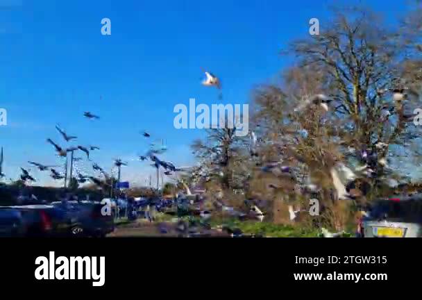 Parking lot public parking Stock Videos & Footage - HD and 4K Video ...