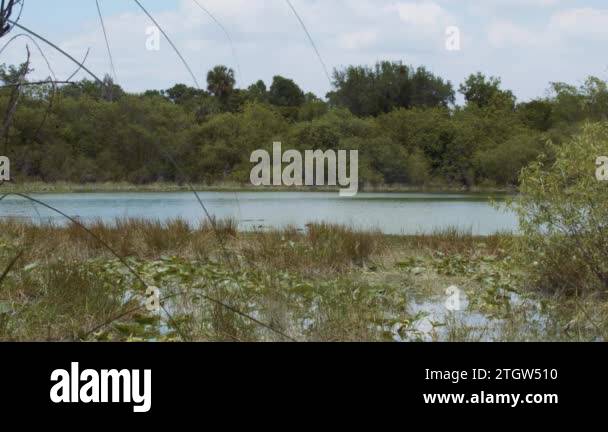 Miami florida everglades Stock Videos & Footage - HD and 4K Video Clips ...
