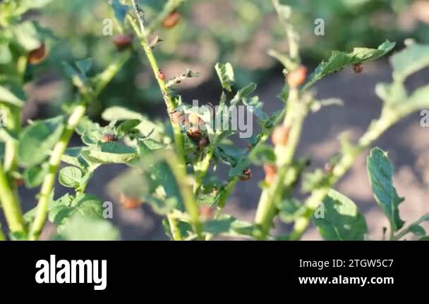 Insect damage plants Stock Videos & Footage - HD and 4K Video Clips - Alamy