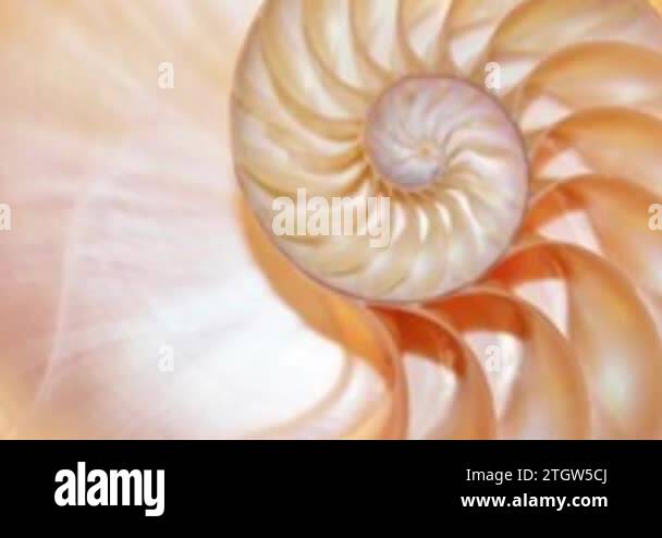 shell fibonacci shell of nautilus shell stock coral Fibonacci footage ...