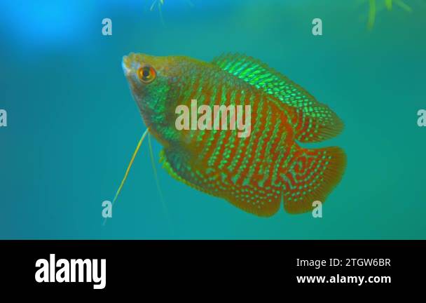 Dwarf gourami fish close up macro slow motion shot. Flame gourami, Red ...