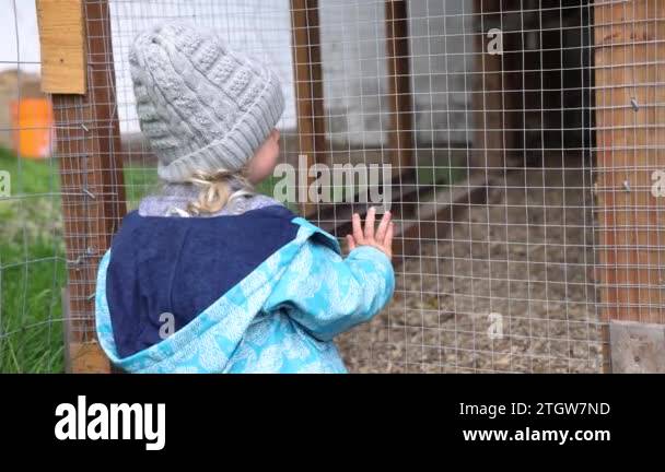 Boy feeding hens Stock Videos & Footage - HD and 4K Video Clips - Alamy