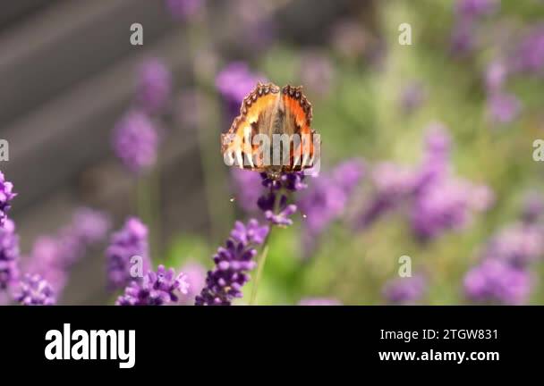 Butterfly summer Stock Videos & Footage - HD and 4K Video Clips - Alamy