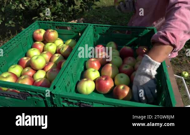 Fruit Pickers Putting Apples Into Agricultural Crates. Apple Harvest ...
