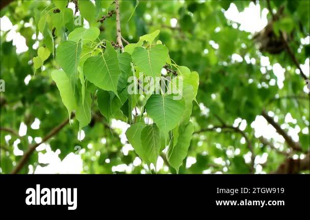 Tree iconography Stock Videos & Footage - HD and 4K Video Clips - Alamy