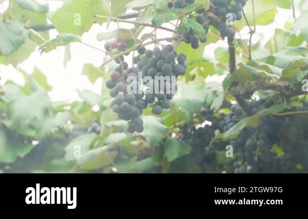 Clusters of blue grapes grow in the vineyard, view through the window ...