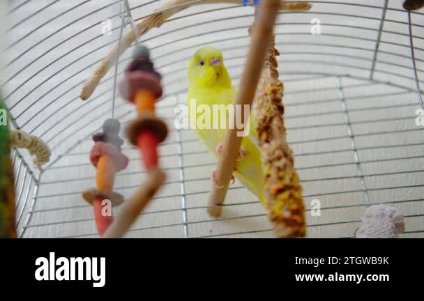Cereal sticks Stock Videos & Footage - HD and 4K Video Clips - Alamy