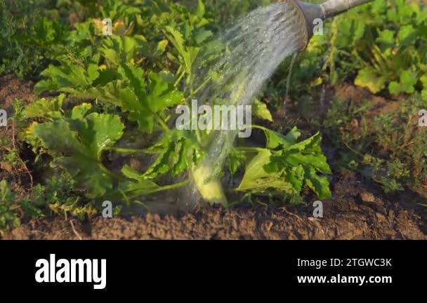 Watering the bush of zucchini with watering can on the squash field ...