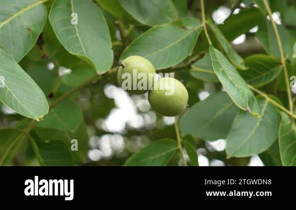 Wild walnut tree Stock Videos & Footage - HD and 4K Video Clips - Alamy