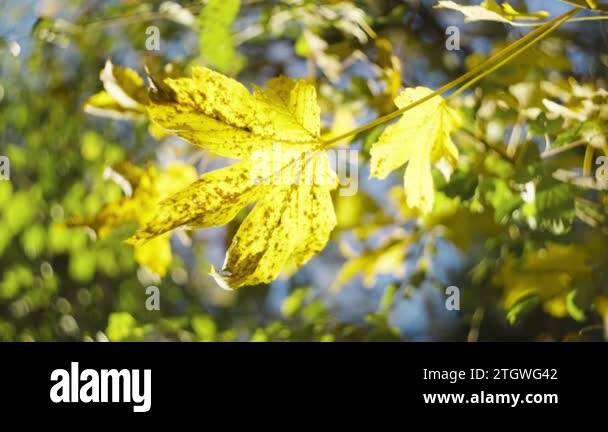 Field maple leaf Stock Videos & Footage - HD and 4K Video Clips - Alamy