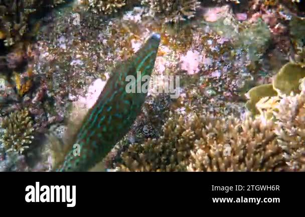 Underwater video of scrawled filefish or aluterus scriptus in Gulf of ...