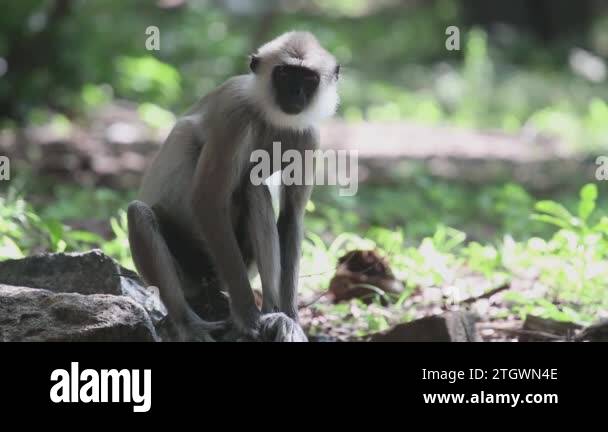 On the jungle floor Stock Videos & Footage - HD and 4K Video Clips - Alamy