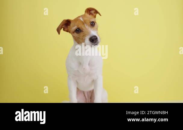 Curious interested dog looks into camera and turns his head in ...