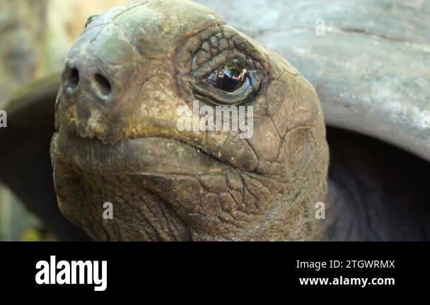 Tortoise face Stock Videos & Footage - HD and 4K Video Clips - Alamy
