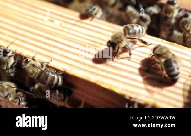 Honeycombs and many working bees. Production of natural honey. Honey ...