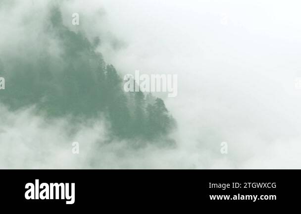 Himalayan moist forest Stock Videos & Footage - HD and 4K Video Clips ...