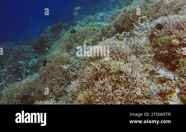 Sweetlip emperor fish above hard coral field on reef edge, Kri island ...