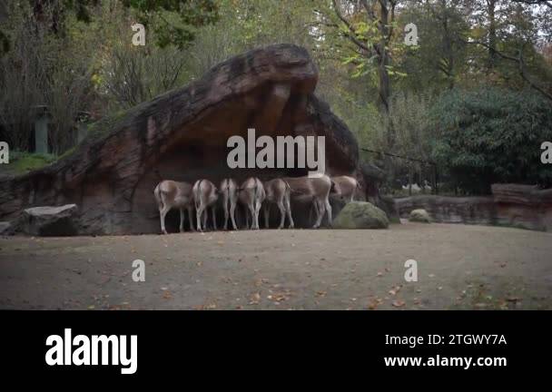 Animals under the rock. A herd of horses dine under a rock at the zoo ...