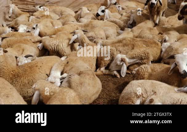 Sardi sheep wait peacefully to be sold at the animal market in Guelmim ...