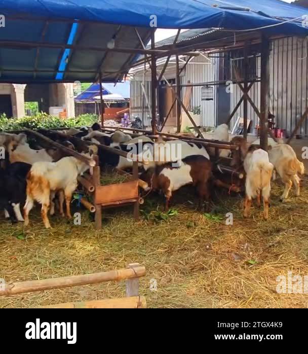 Hari raya korban Stock Videos & Footage - HD and 4K Video Clips - Alamy