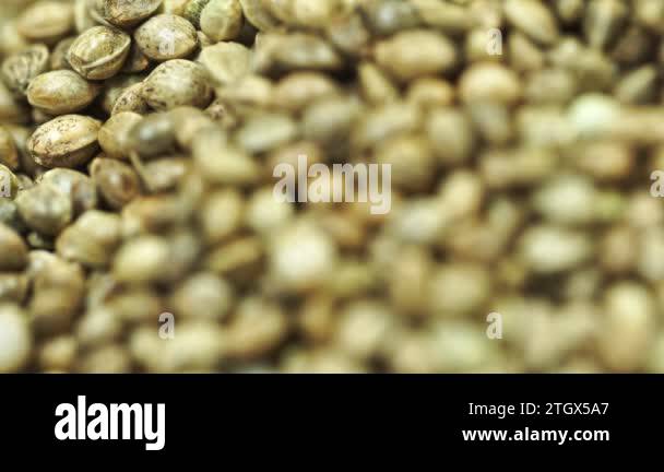 Numerous cannabis seeds were poured into heaps..Heaps of cannabis seeds ...