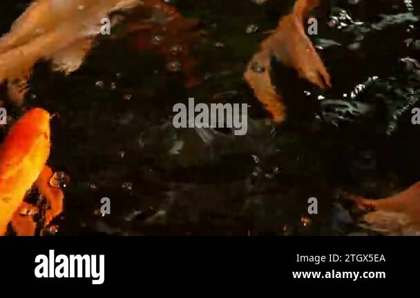 Shooting fish in a small home aquarium with air bubbles. Beautiful ...