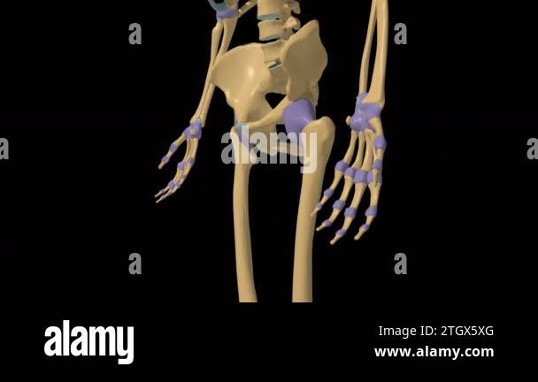 Human skeleton synovial joint anatomy with articulate capsule 3D ...