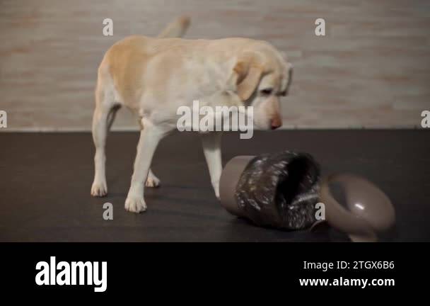 This video captures a mischievous white Labrador dog running to a trash ...