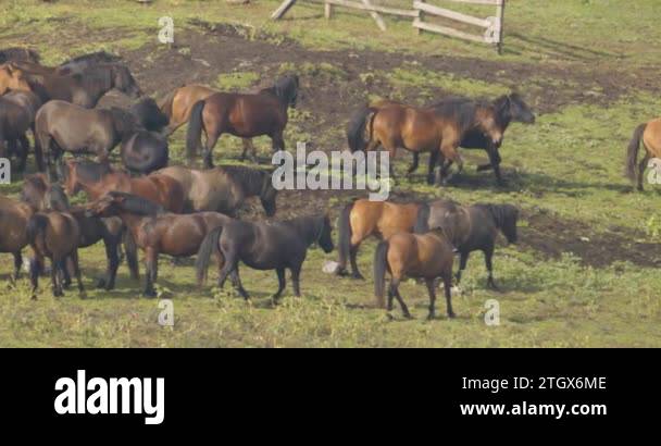Hucul pony herd, also known as Carpathian horses in Hungary Stock Video ...