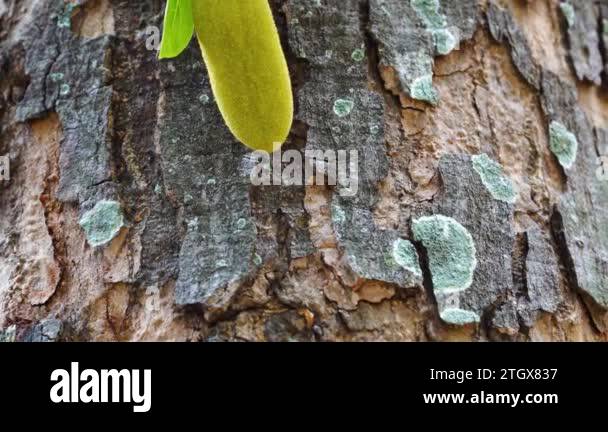 Tilt up shot of Jackfruit tree trunk with hanging growing jackfruit ...