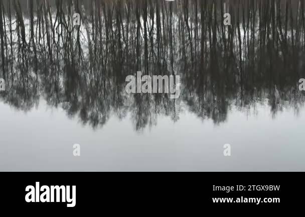 Inverted trees Stock Videos & Footage - HD and 4K Video Clips - Alamy