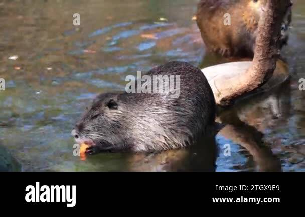 Nutria eats vegetables in water. Otter in natural habitat. The nutria ...