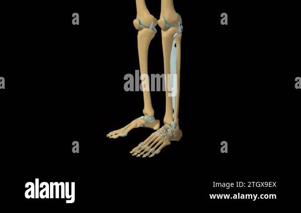Human skeleton Knee and Foot joint ligaments anatomy 3D animation Stock ...