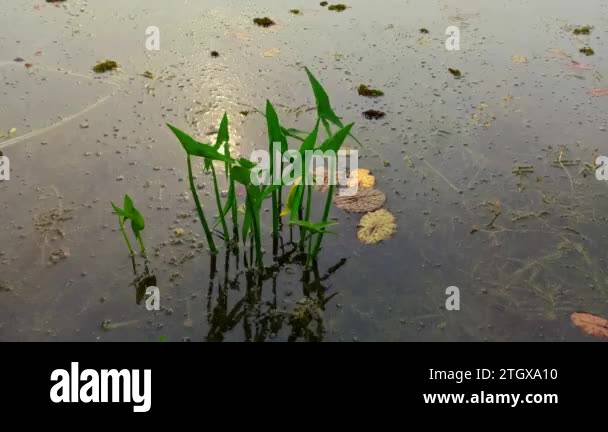 Forming a clump Stock Videos & Footage - HD and 4K Video Clips - Alamy