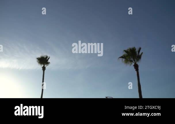 Palm trees waving Stock Videos & Footage - HD and 4K Video Clips - Alamy